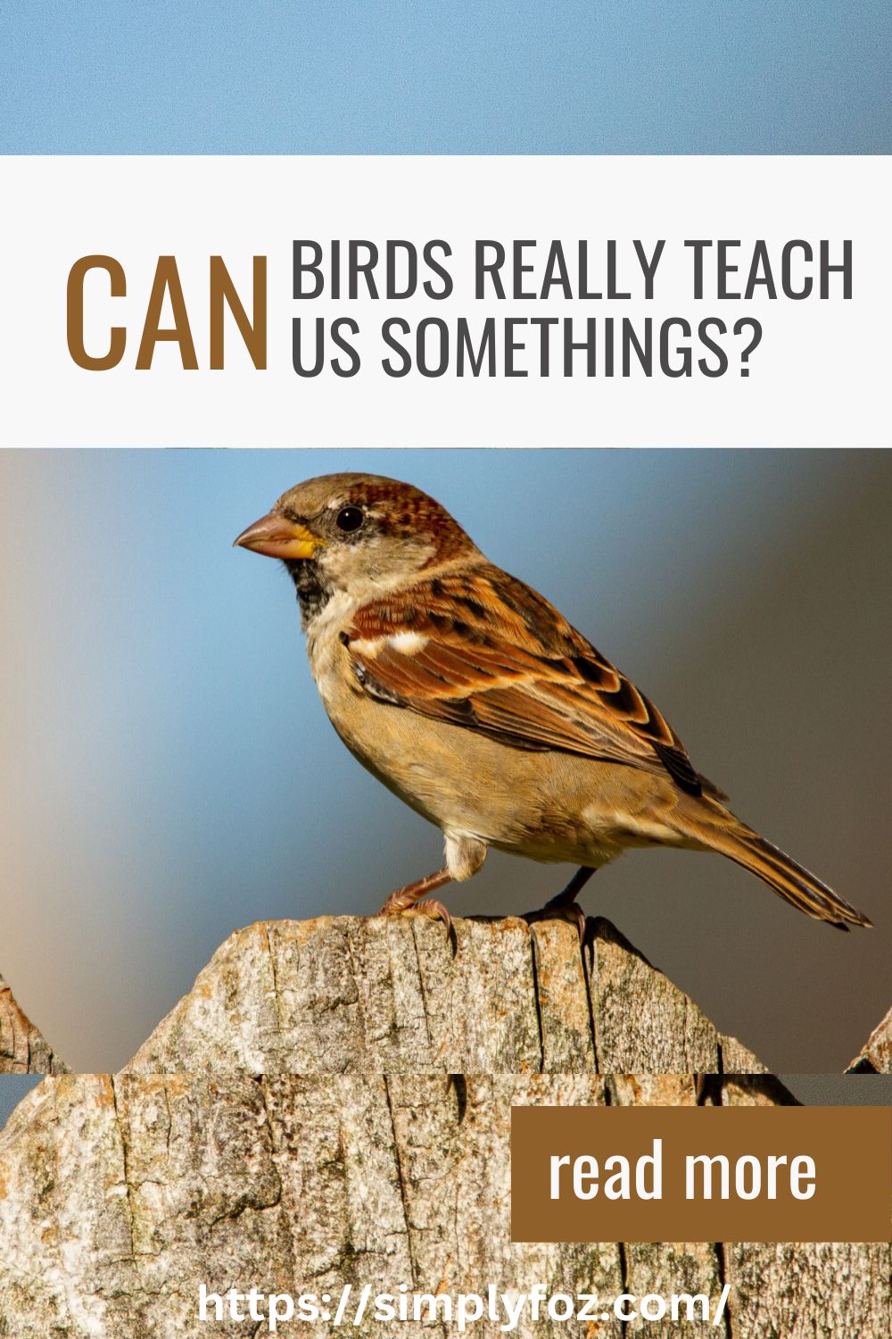 Can Birds Really Teach Us Somethings? Can Birds Really Teach Us Somethings?